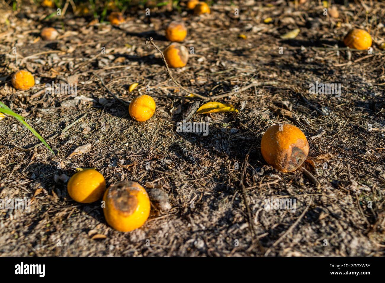 Rotten oranges hi-res stock photography and images - Alamy