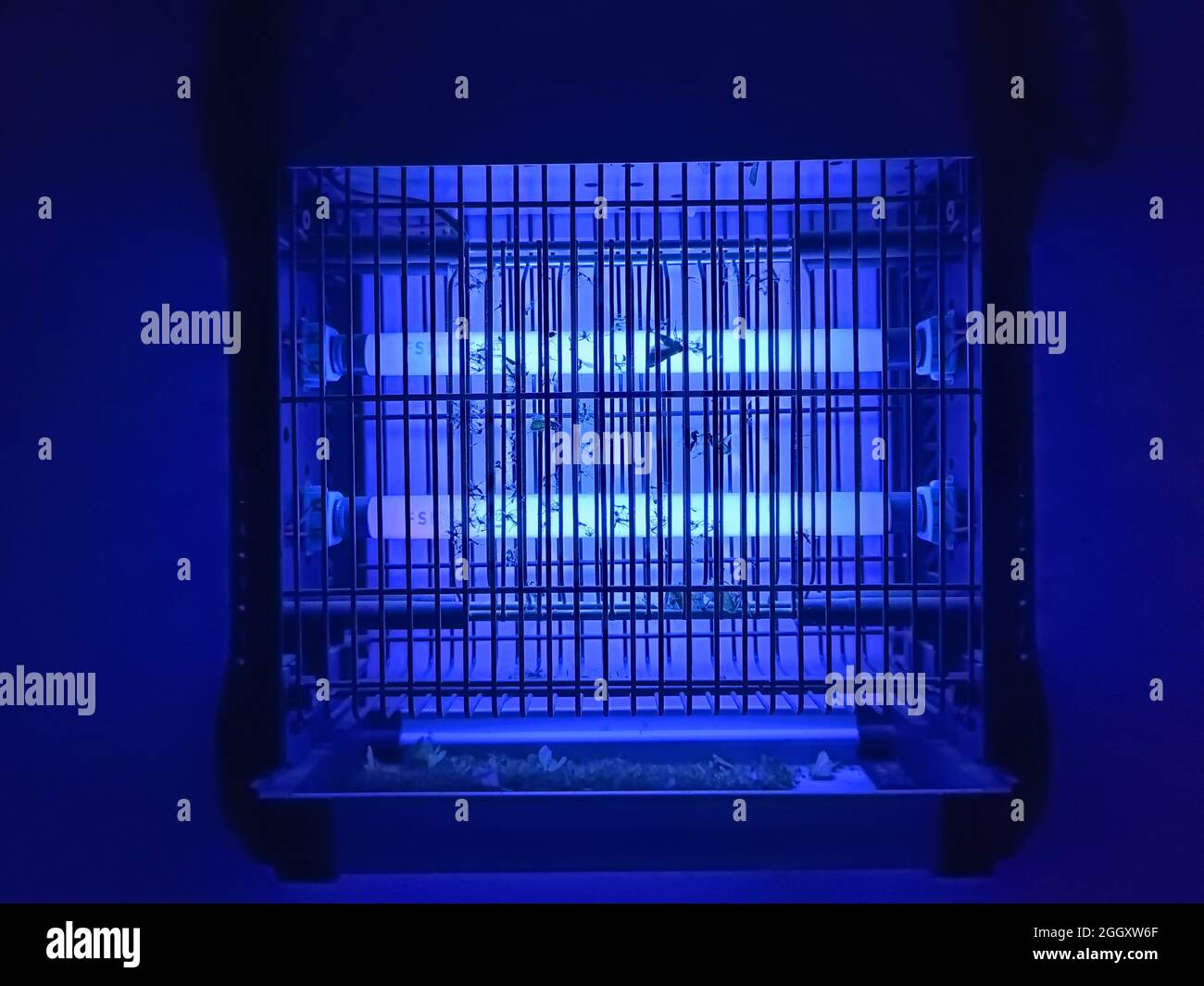 View of electric insect killer machine Stock Photo - Alamy