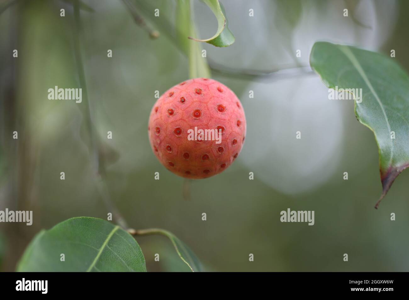 A red sphere (fruit or berry) hangs from a Kousa dogwood tree at a ...
