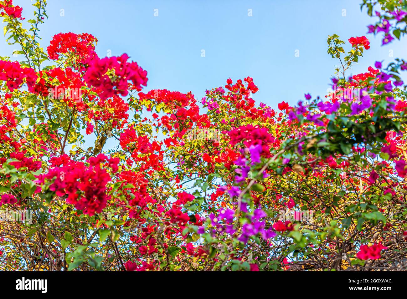 Tropical bush red green leaves hi-res stock photography and images - Alamy