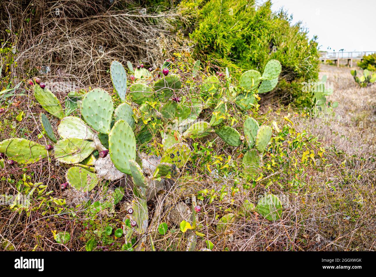 Prickly pear cactus wild plants growing by sand shore coast in Myrtle ...