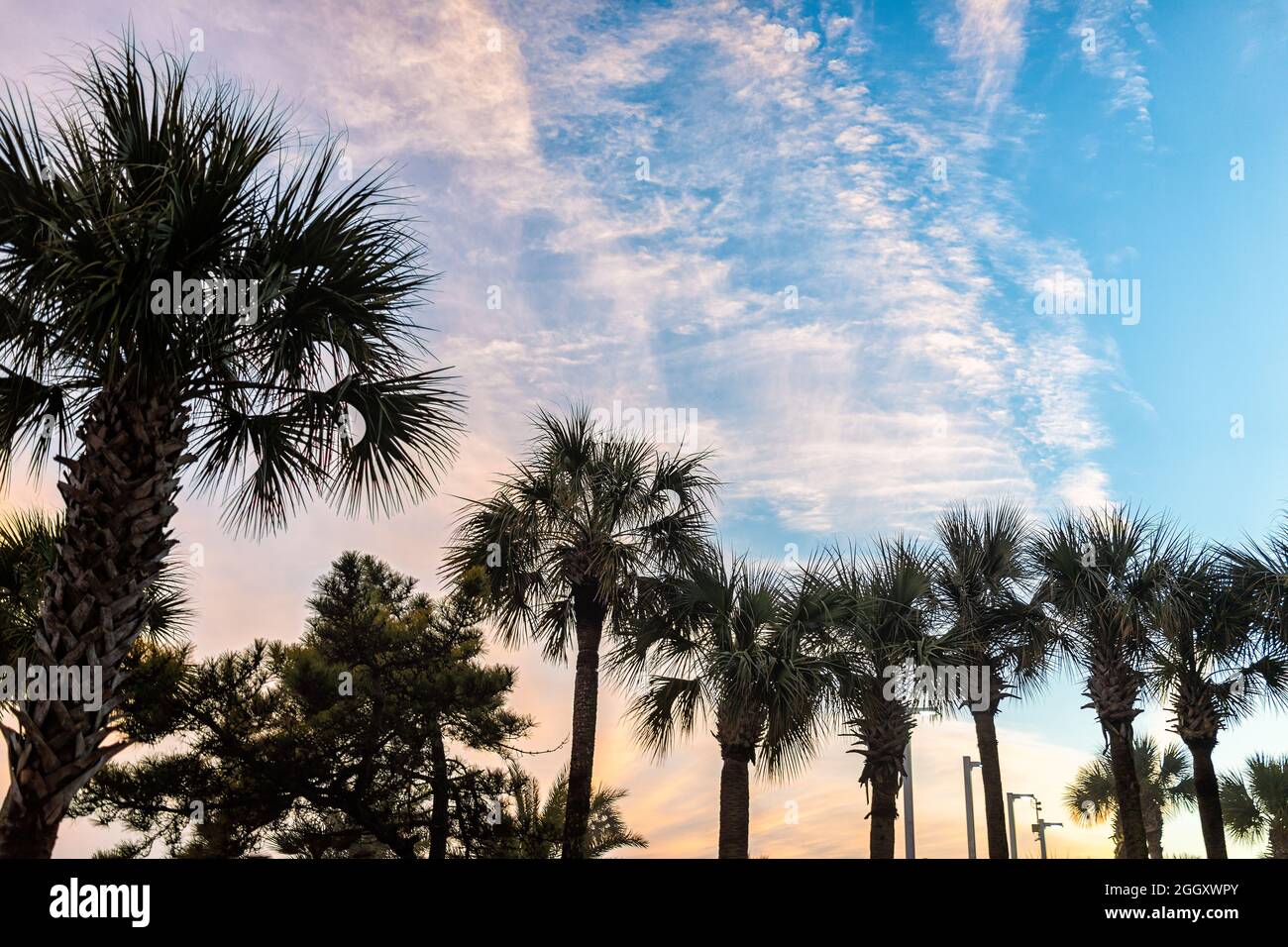 Beach South Carolina Palmetto Trees
