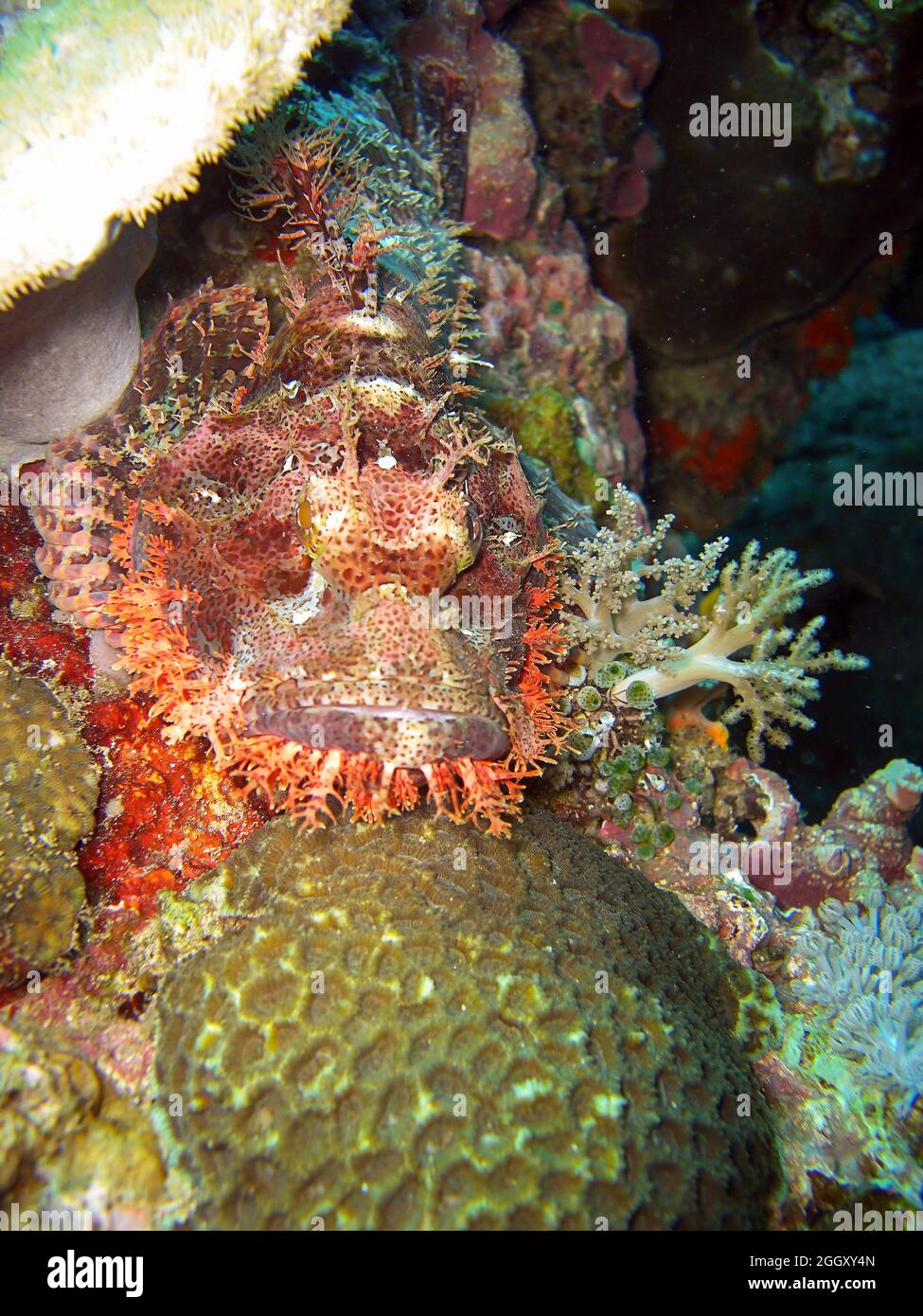 Tasseled scorpion fish hi-res stock photography and images - Alamy