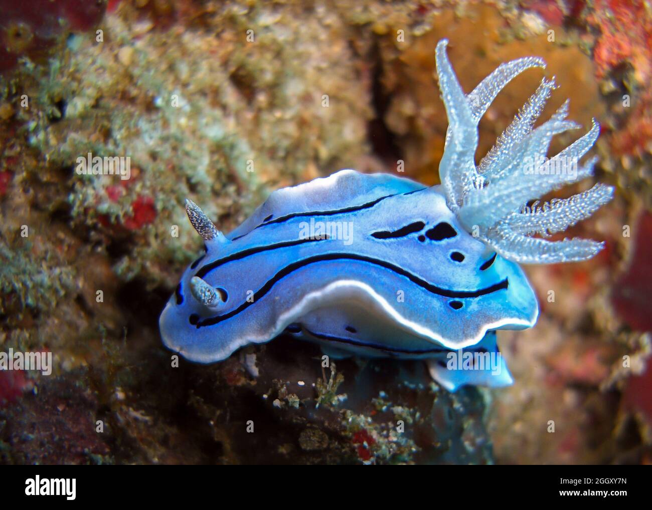 Chromodoris species hi-res stock photography and images - Alamy