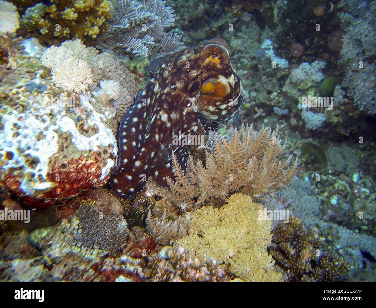 Common Octopus on the ground in the filipino sea 27.11.2011 Stock Photo ...