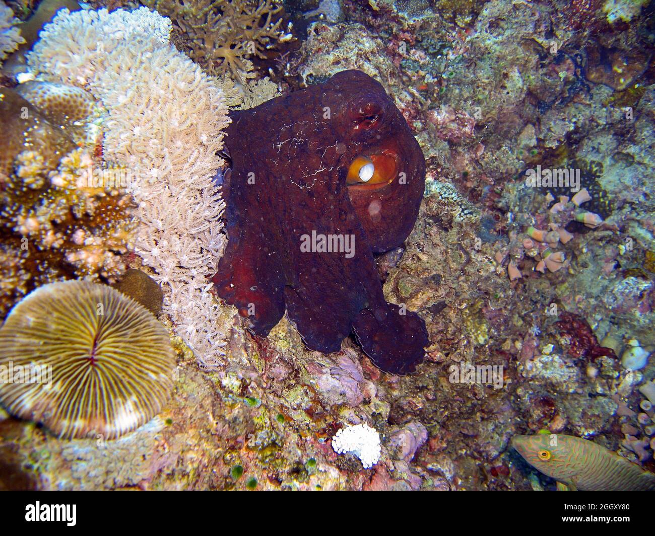 Common Octopus on the ground in the filipino sea 27.11.2011 Stock Photo ...