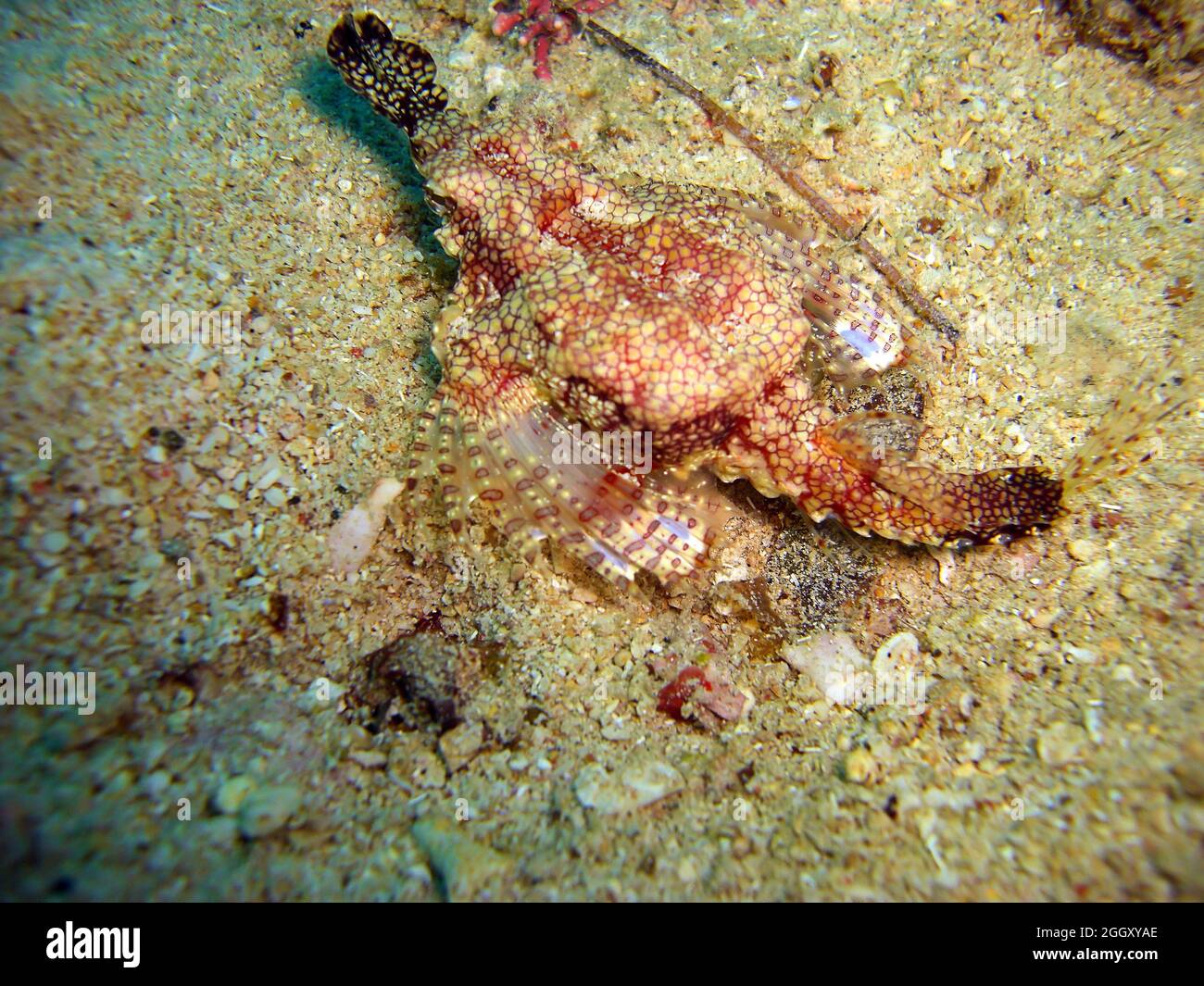 Unknown red fish on the ground in the filipino sea 18.10.2011 Stock ...