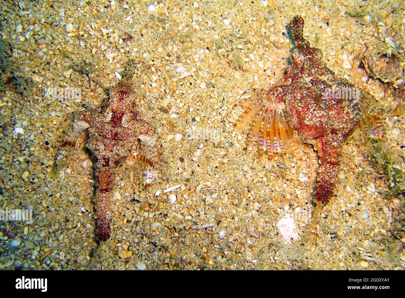 Unknown red fish on the ground in the filipino sea 24.10.2011 Stock ...