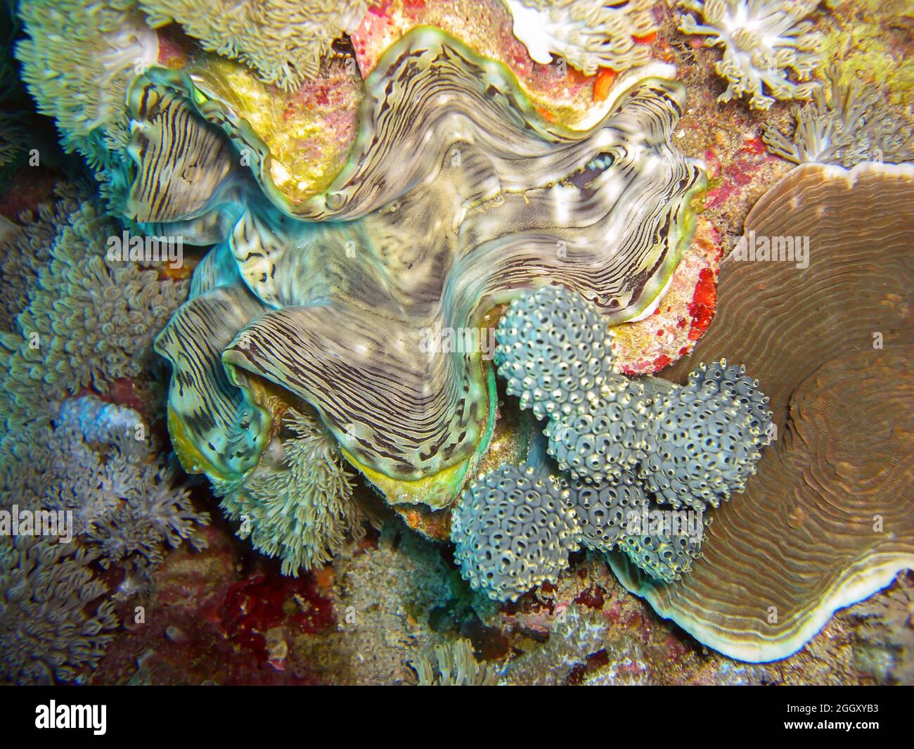 Giant clam shell hi-res stock photography and images - Alamy
