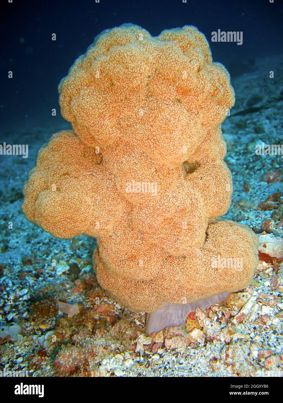 Soft Coral on the ground in the filipino sea 29.10.2011 Stock Photo - Alamy