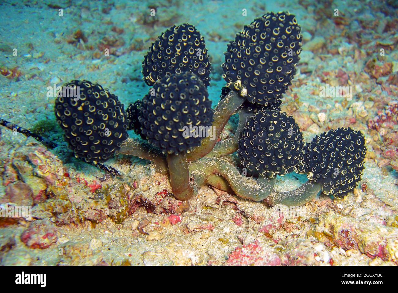 Strange Soft Coral on the ground in the filipino sea 4.12.2011 Stock ...