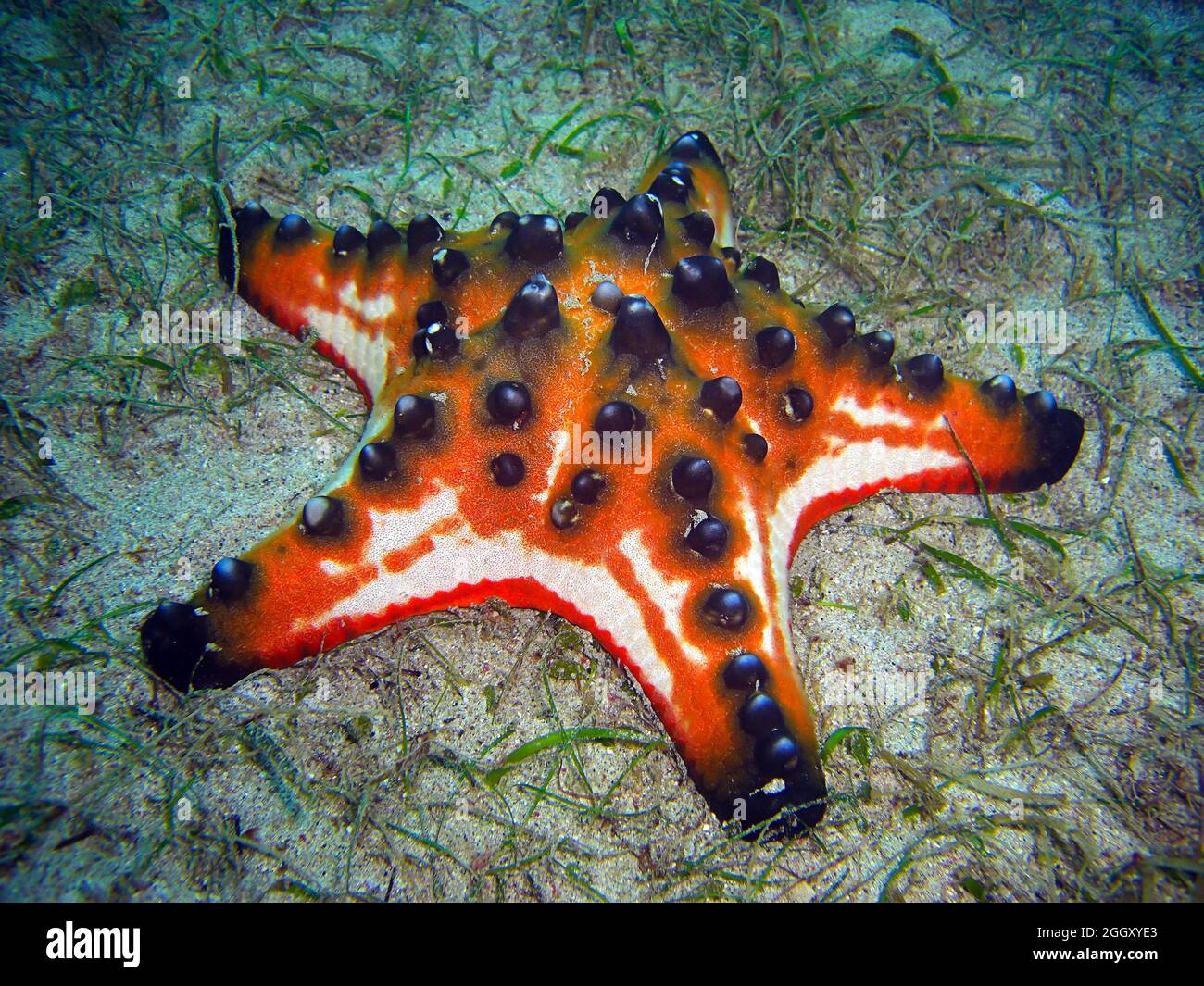 Chocolate chip sea star (Protoreaster Nodosus) on the ground in the ...