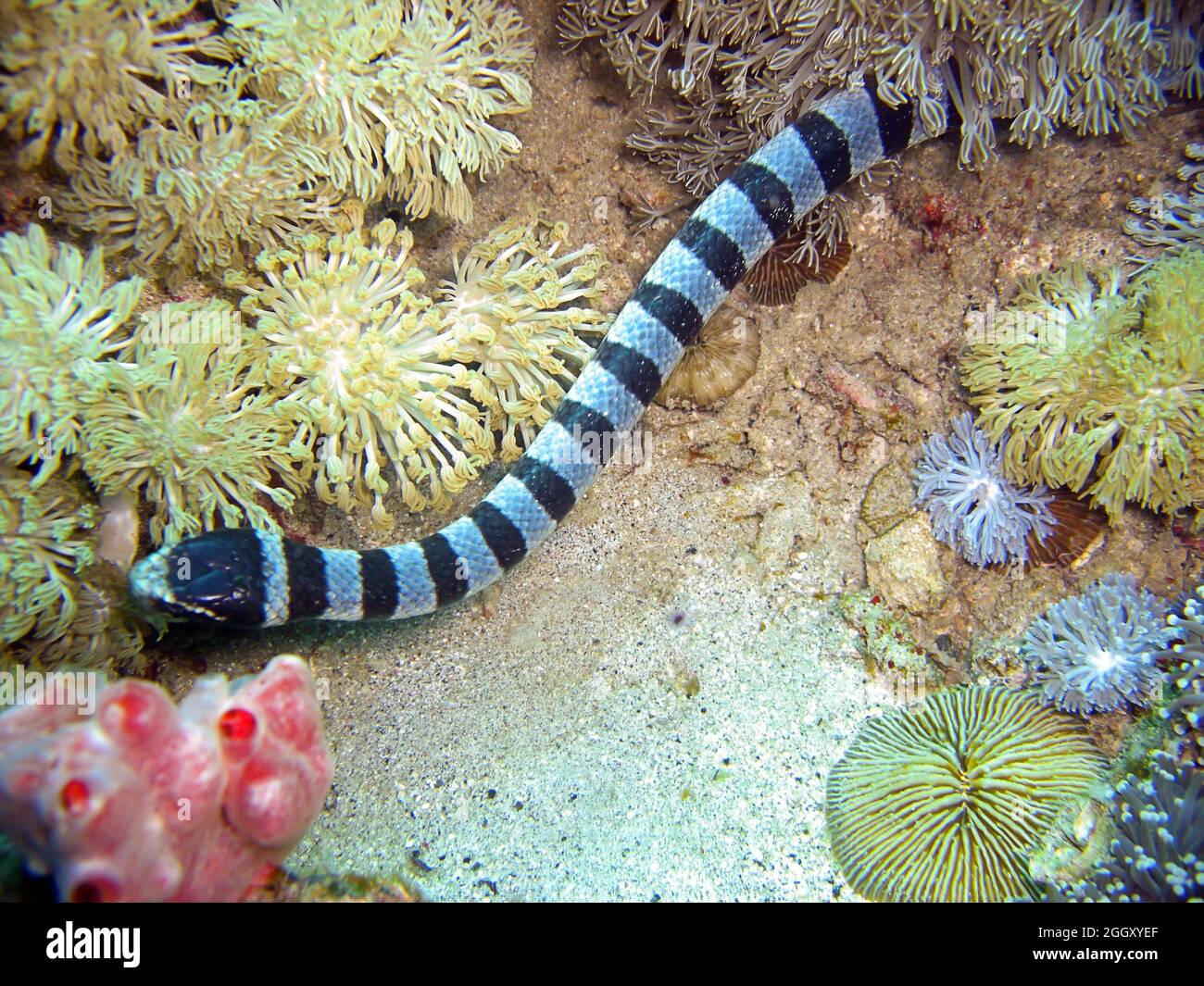 Krait hi-res stock photography and images - Alamy