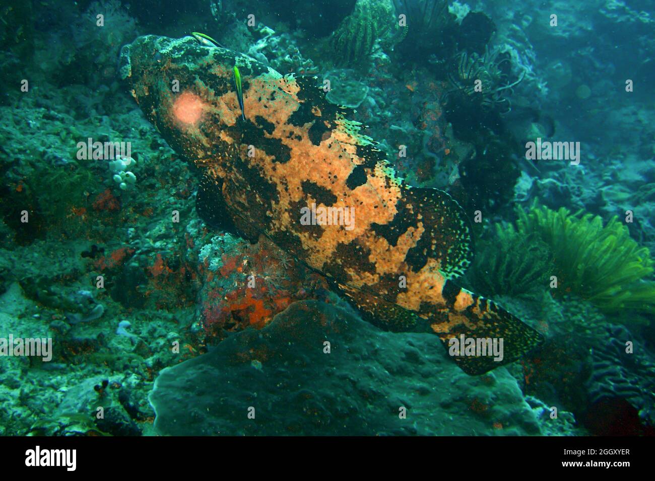 Flowery Cod (Epinephelus Fuscoguttatus) swims in the filipino sea 12.11 ...