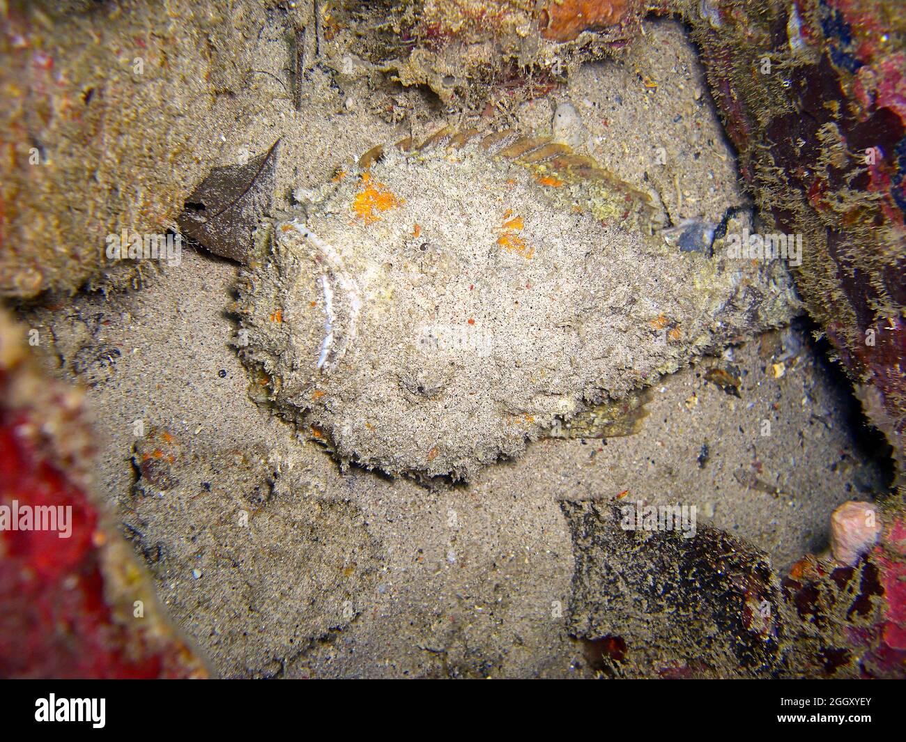 Stone fish (Synanceia Verrucosa) swims in the filipino sea 2.12.2011 ...