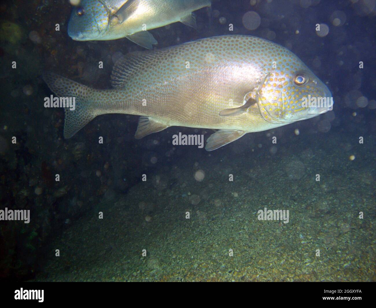 Gold spotted sweetlips (Plectorhinchus Flavomaculatus) swims in the ...