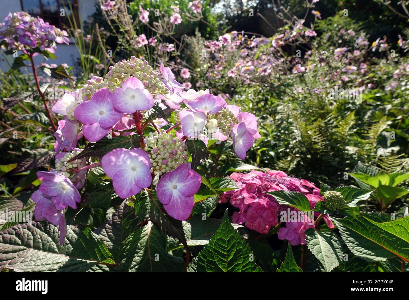 Hydrangea hybrid in a farm garden Stock Photo - Alamy