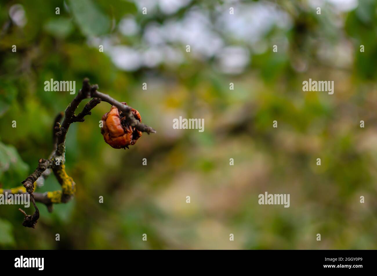 The apple withered and rotted on the tree in autumn Stock Photo - Alamy