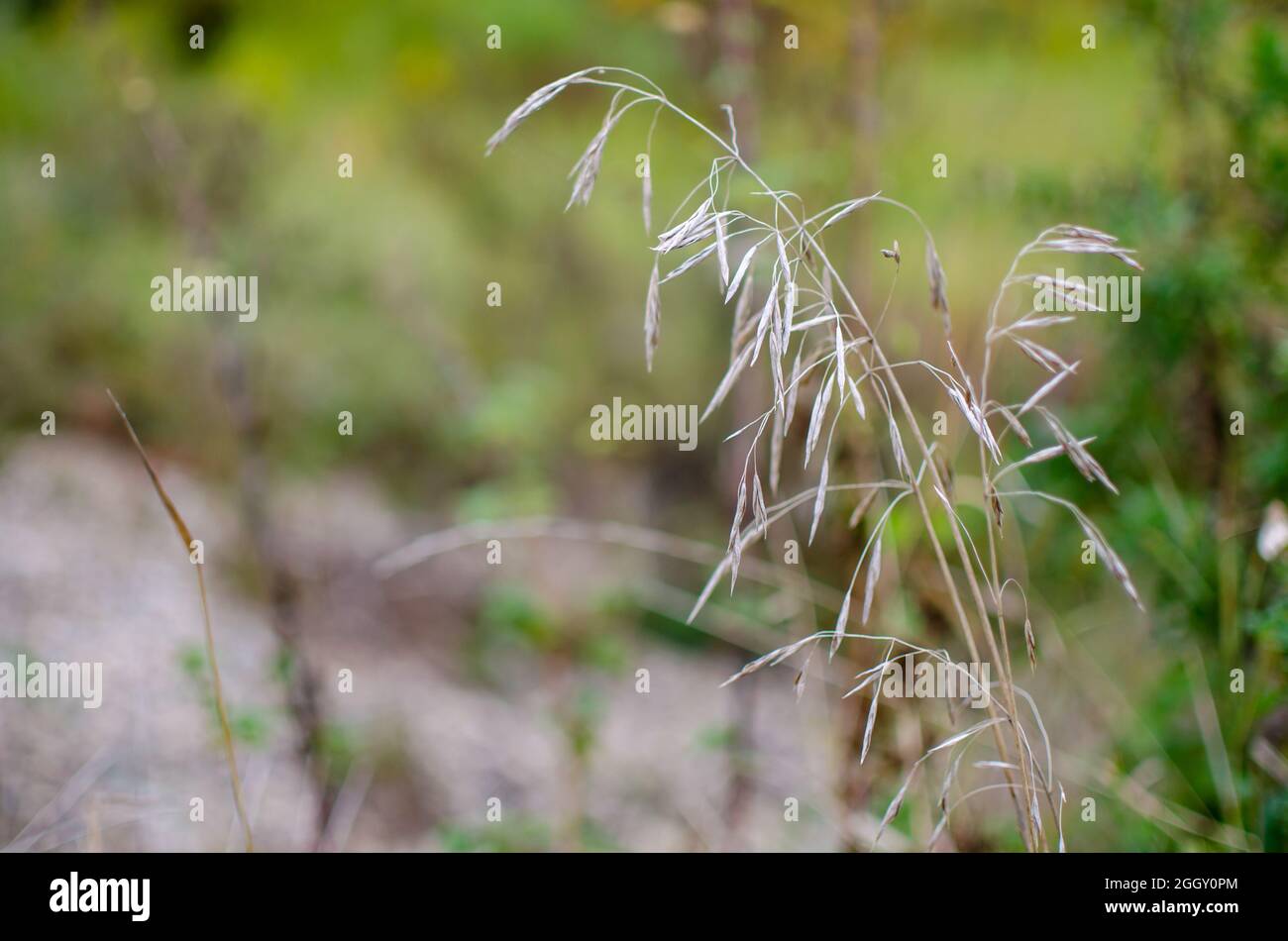 Autumn dry grass close up. Beautiful wilted plants. Beautiful brown and ...