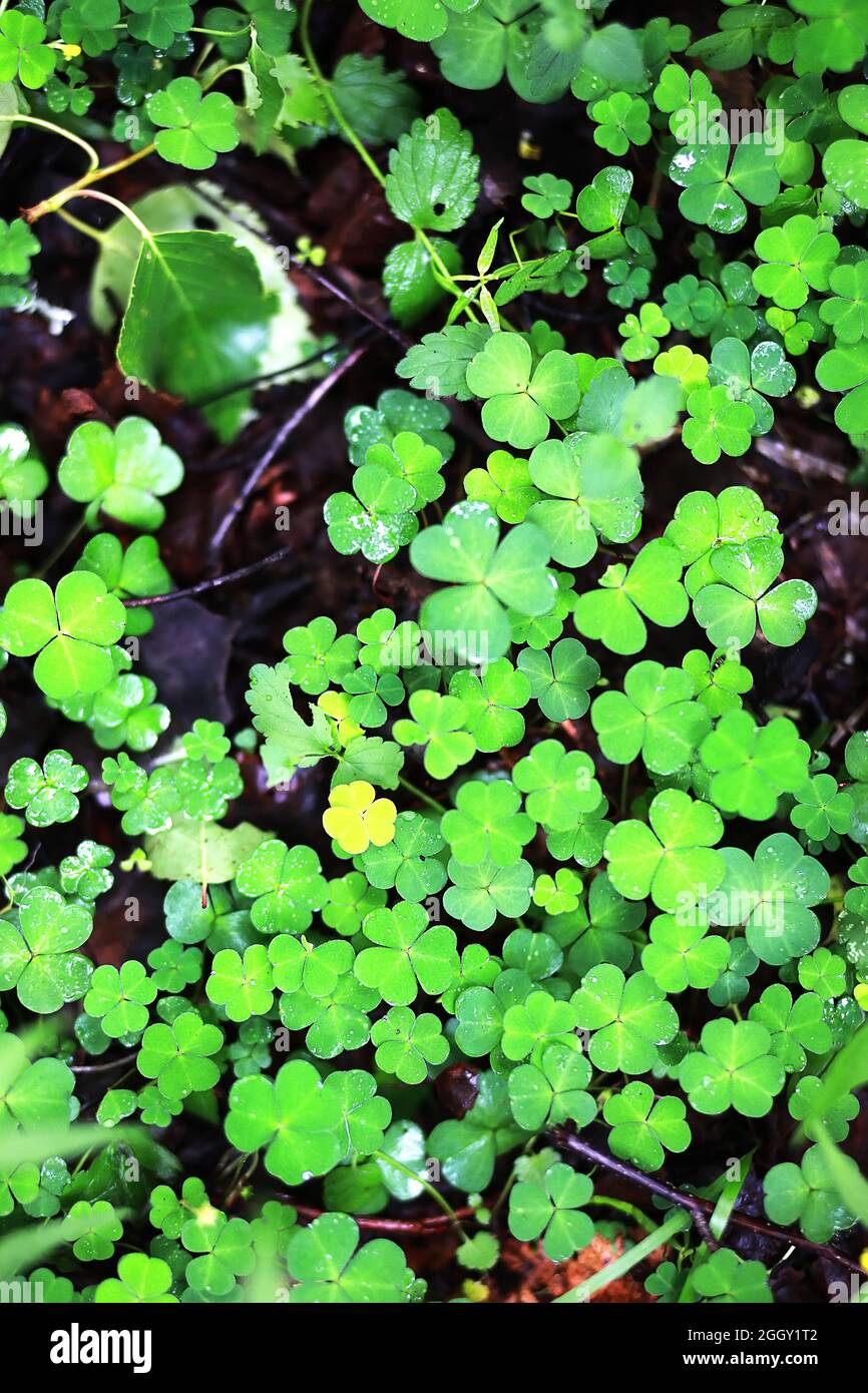 Background from plant clover four leaf. Irish traditional symbol. St ...