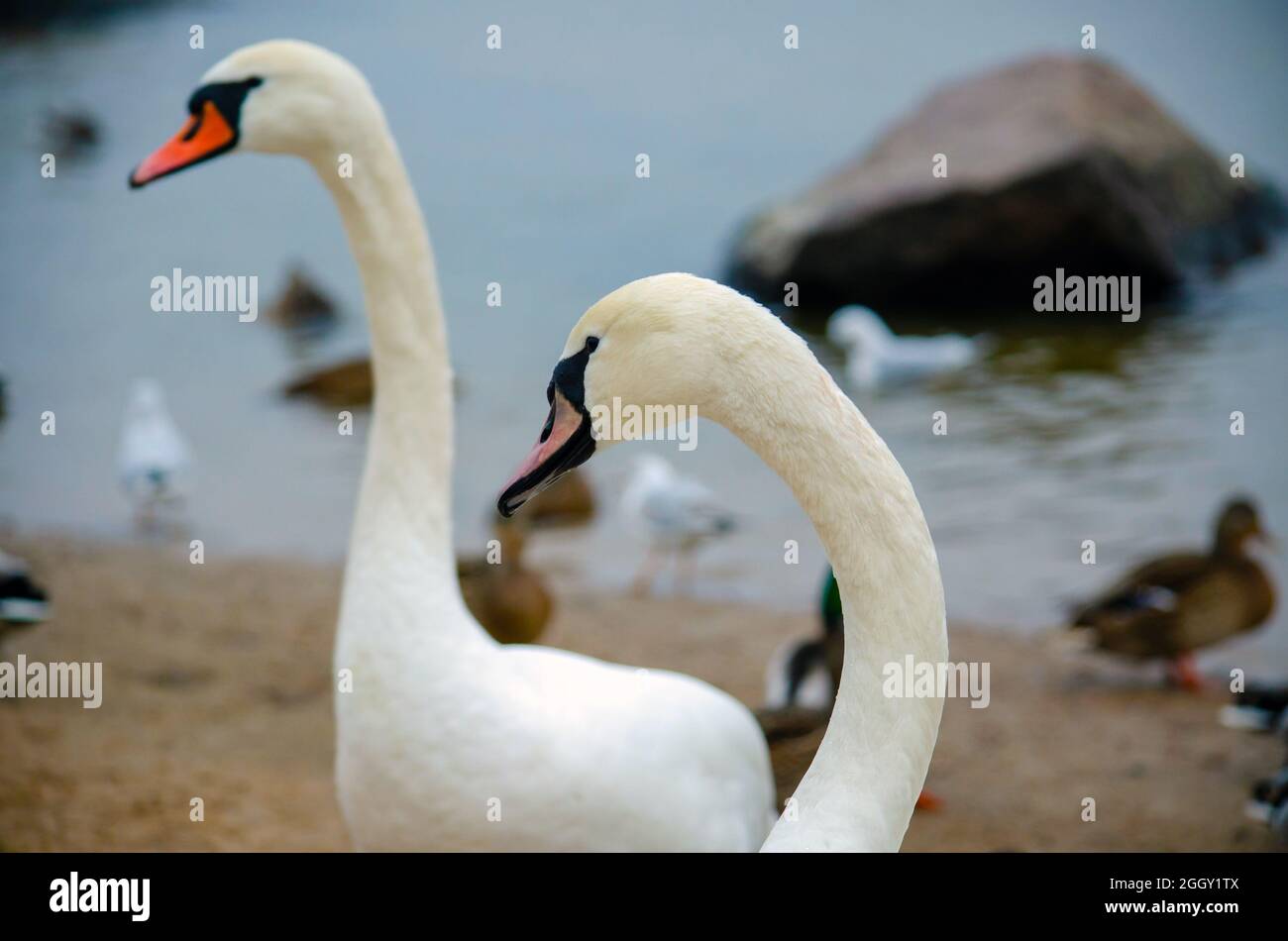 two swans close-up, early winter, swans by the water Stock Photo - Alamy