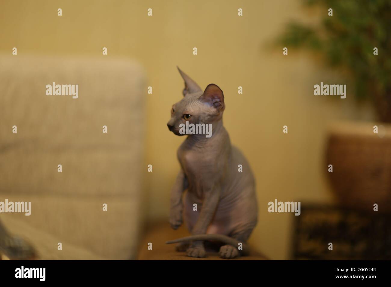 Portrait of a bald cat. The Sphynx cat breed is hairless animals ...
