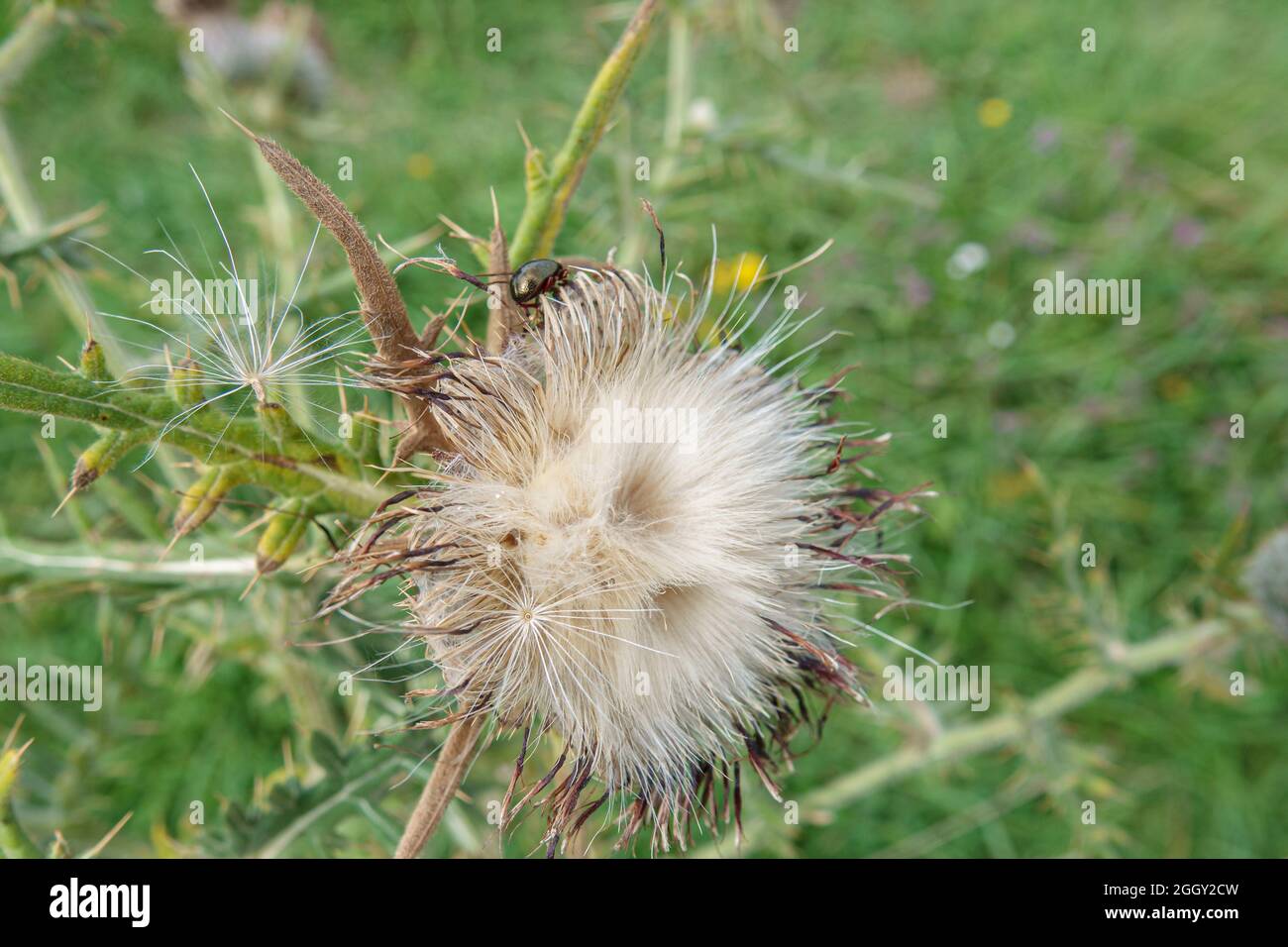 Chrysolina banksii beetle feeding on the beautiful fluffy seed flower ...