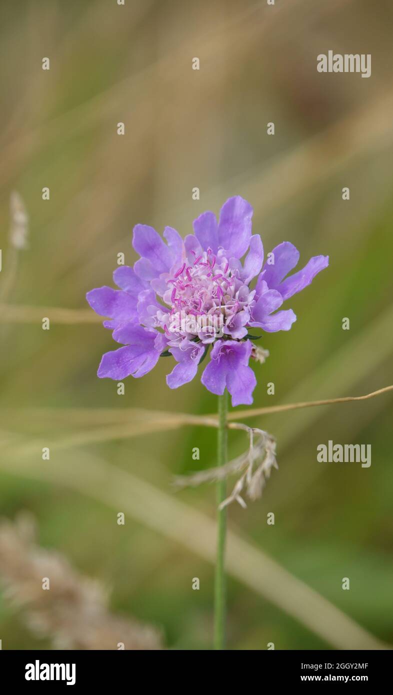 a beautiful pink violet field scabious (Knautia arvensis) growing wild ...