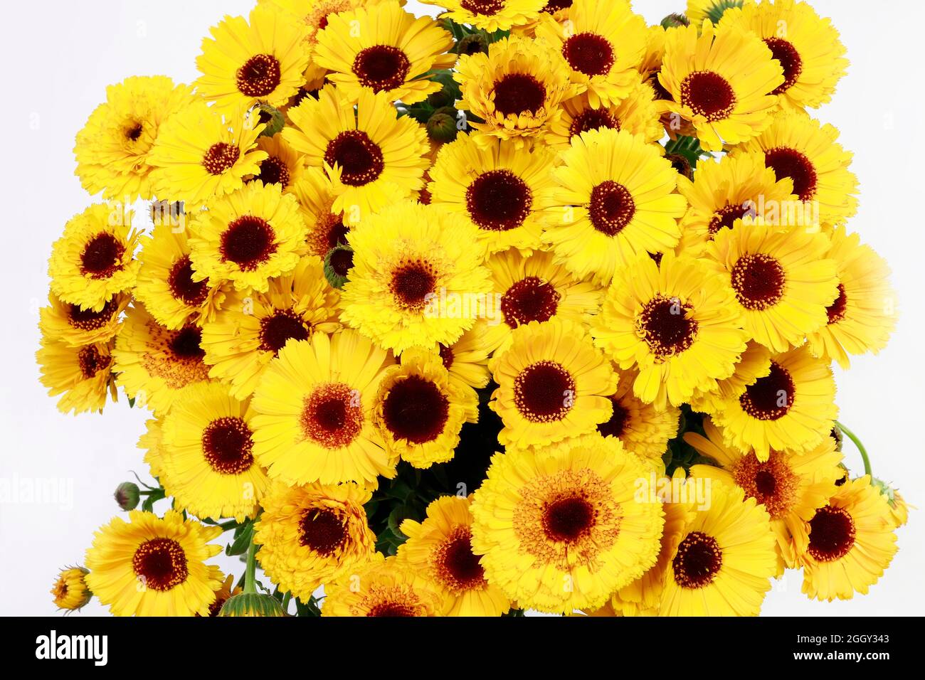 Cute sunflowers background. Graphic resources Stock Photo - Alamy