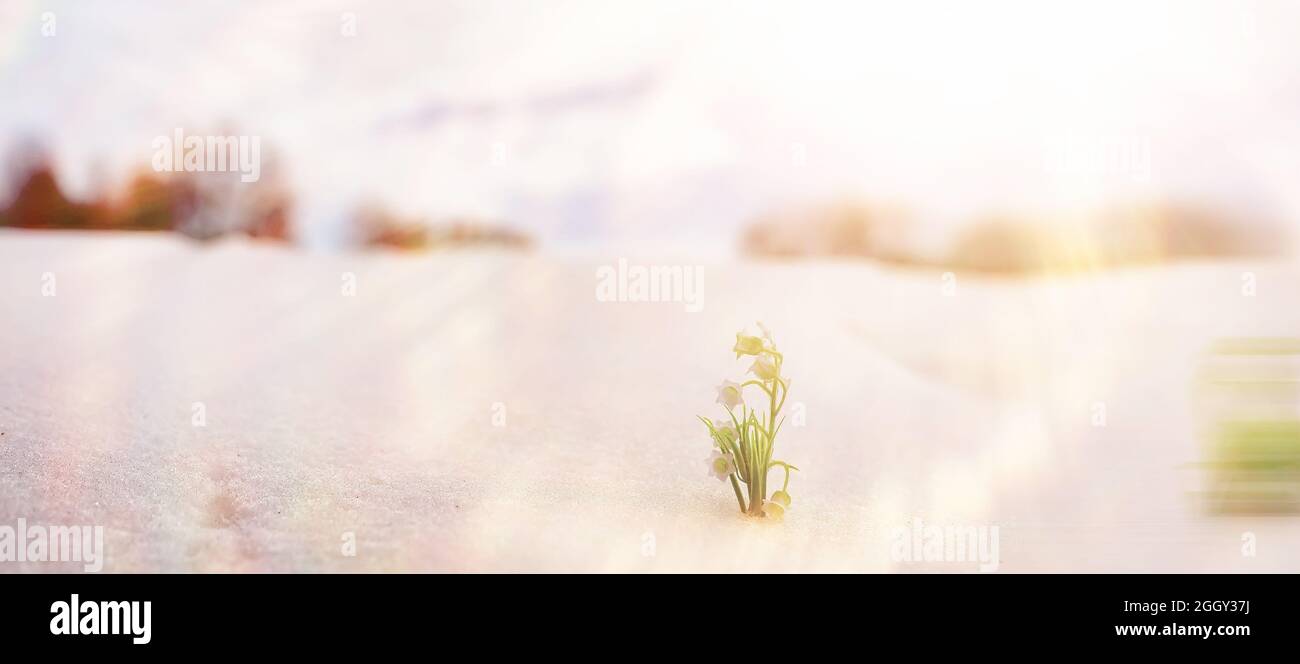 The first spring flowers. Snowdrops in the forest grow out of snow ...