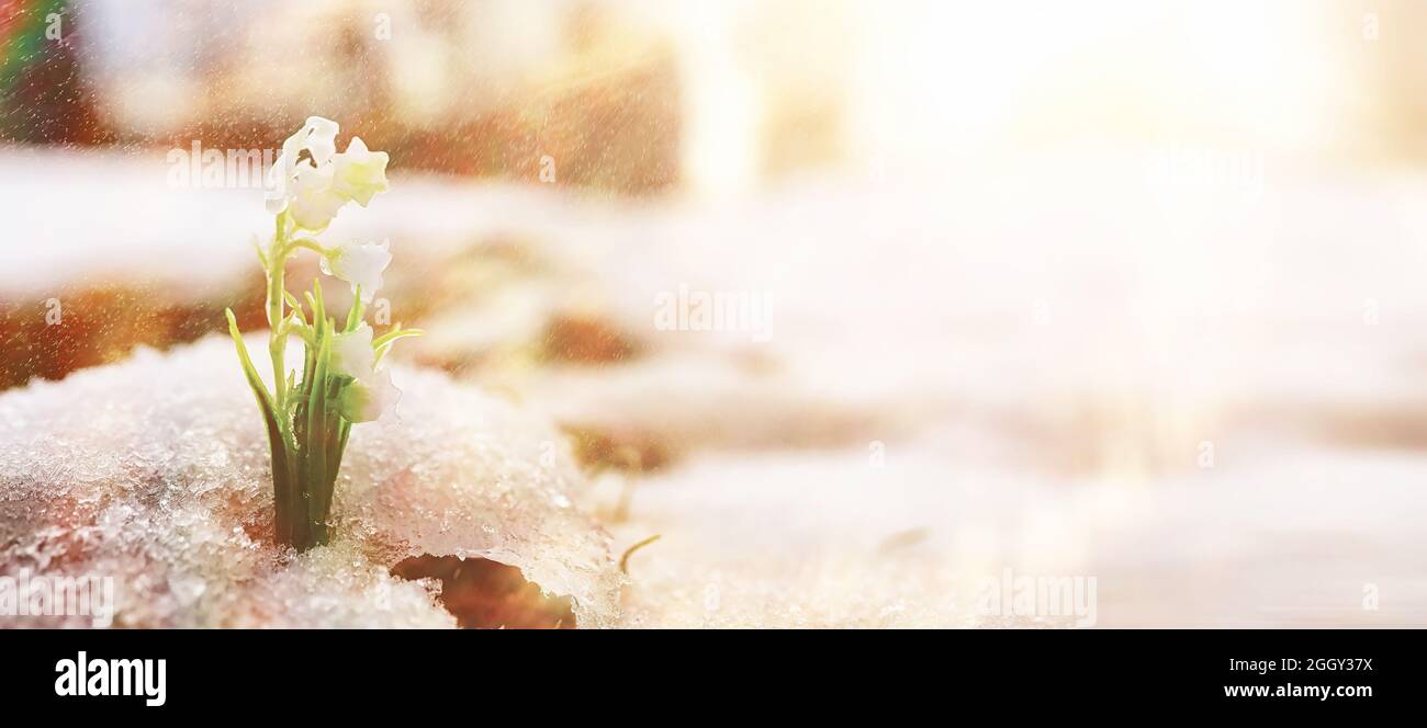 The first spring flowers. Snowdrops in the forest grow out of snow ...