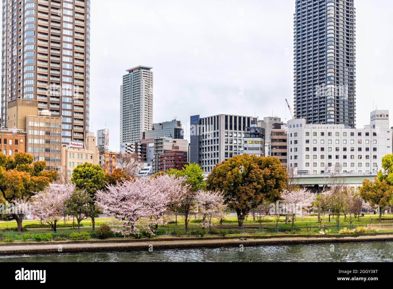 Osaka, Japan - April 13, 2019: Cherry blossom sakura trees in spring ...
