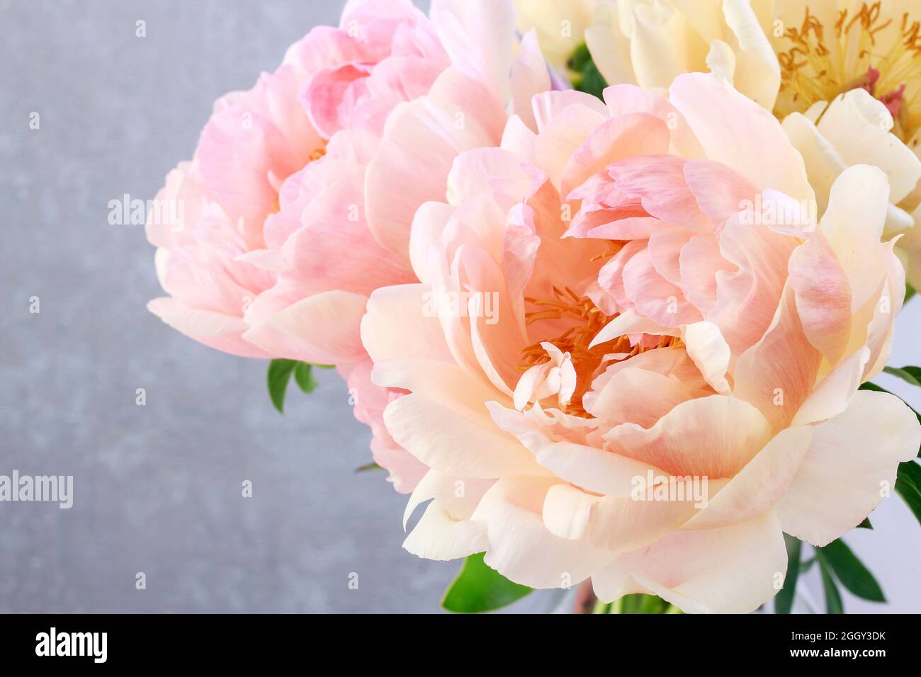 Bouquet of pink peonies. Spring flowers Stock Photo - Alamy