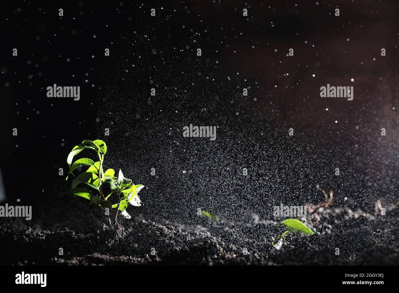 Green sprout on the ground. Spring concept. Seedlings in ground ...