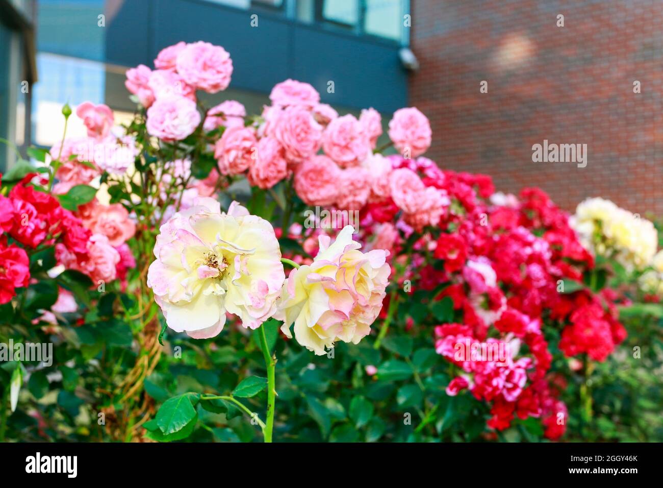 Bush rose manor hi-res stock photography and images - Alamy