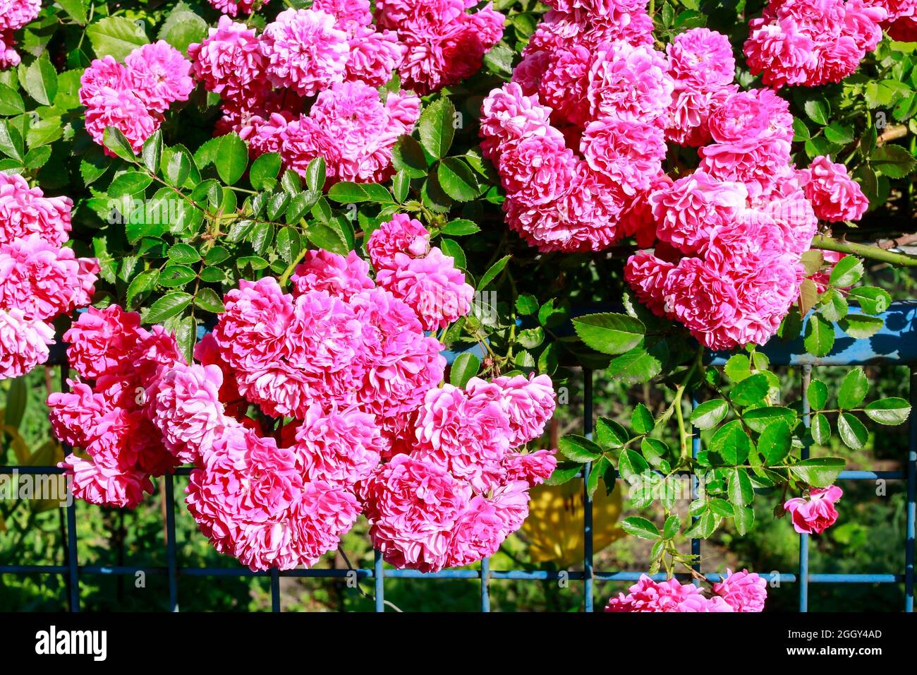 Bush rose manor hi-res stock photography and images - Alamy