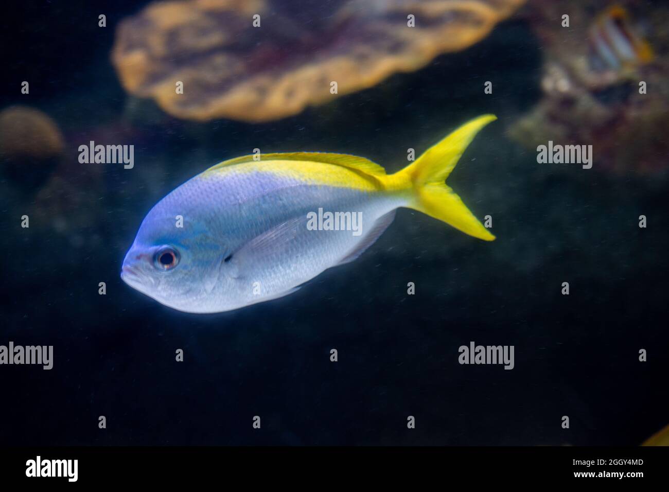 Soft focus of a yellow and blueback fusilier in an aquarium Stock Photo ...