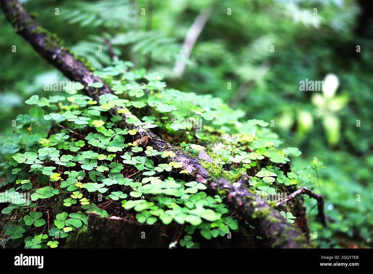 Background from plant clover four leaf. Irish traditional symbol. St ...