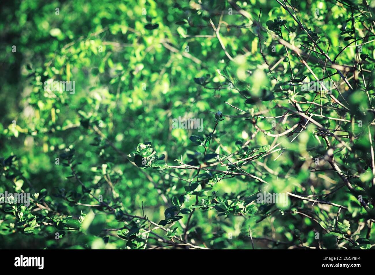 Bright spring greens at dawn in the forest. Nature comes to life in ...