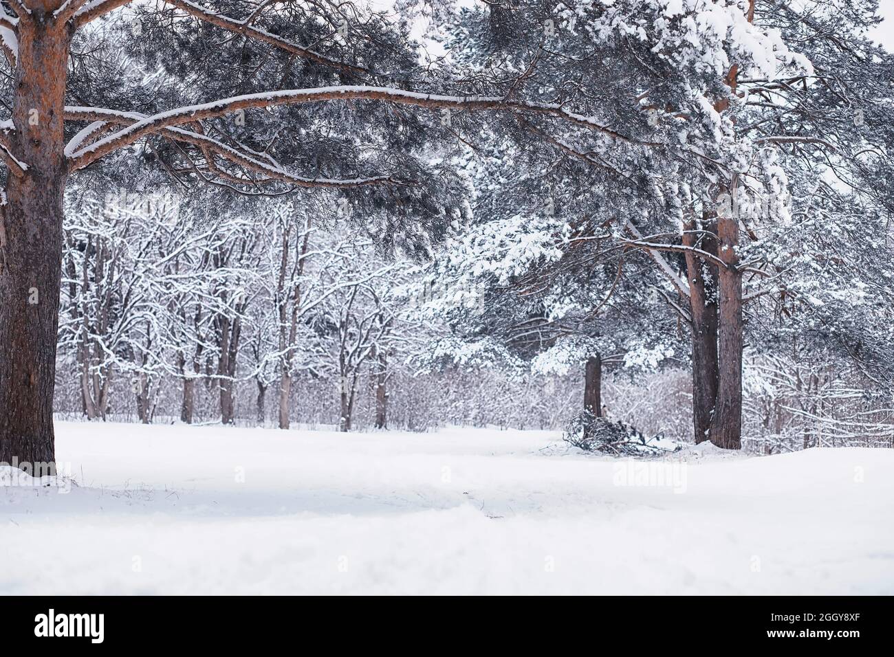 Winter forest landscape. Tall trees under snow cover. January frosty ...