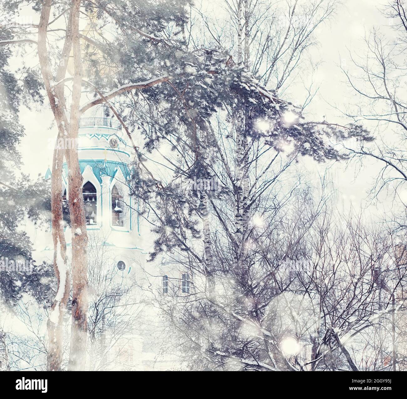 Winter forest landscape. Tall trees under snow cover. January frosty ...