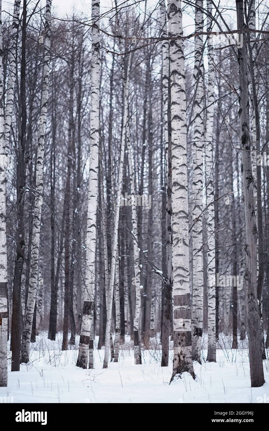 Winter forest landscape. Tall trees under snow cover. January frosty ...