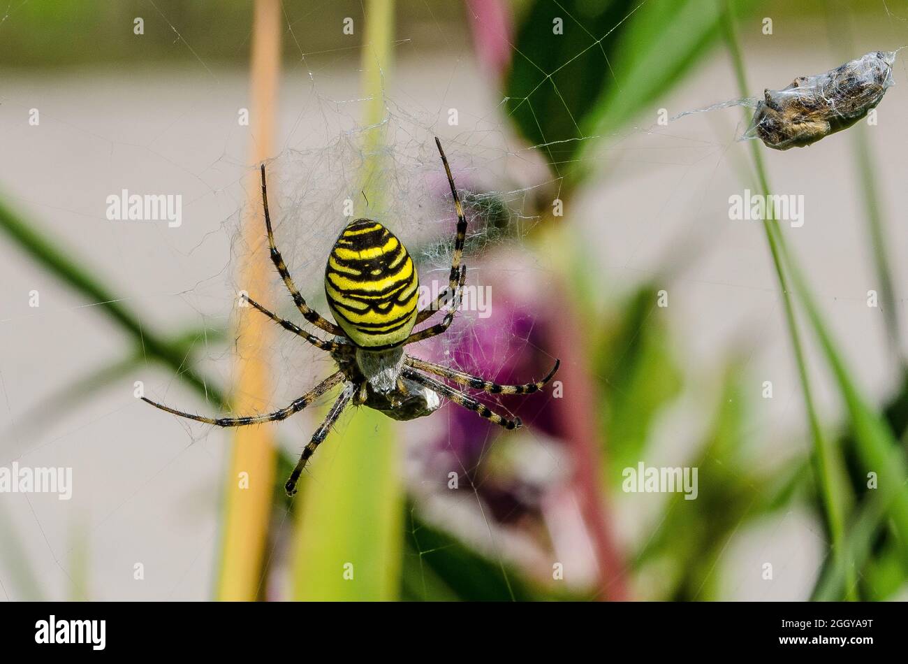 Spiders mating hi-res stock photography and images - Alamy