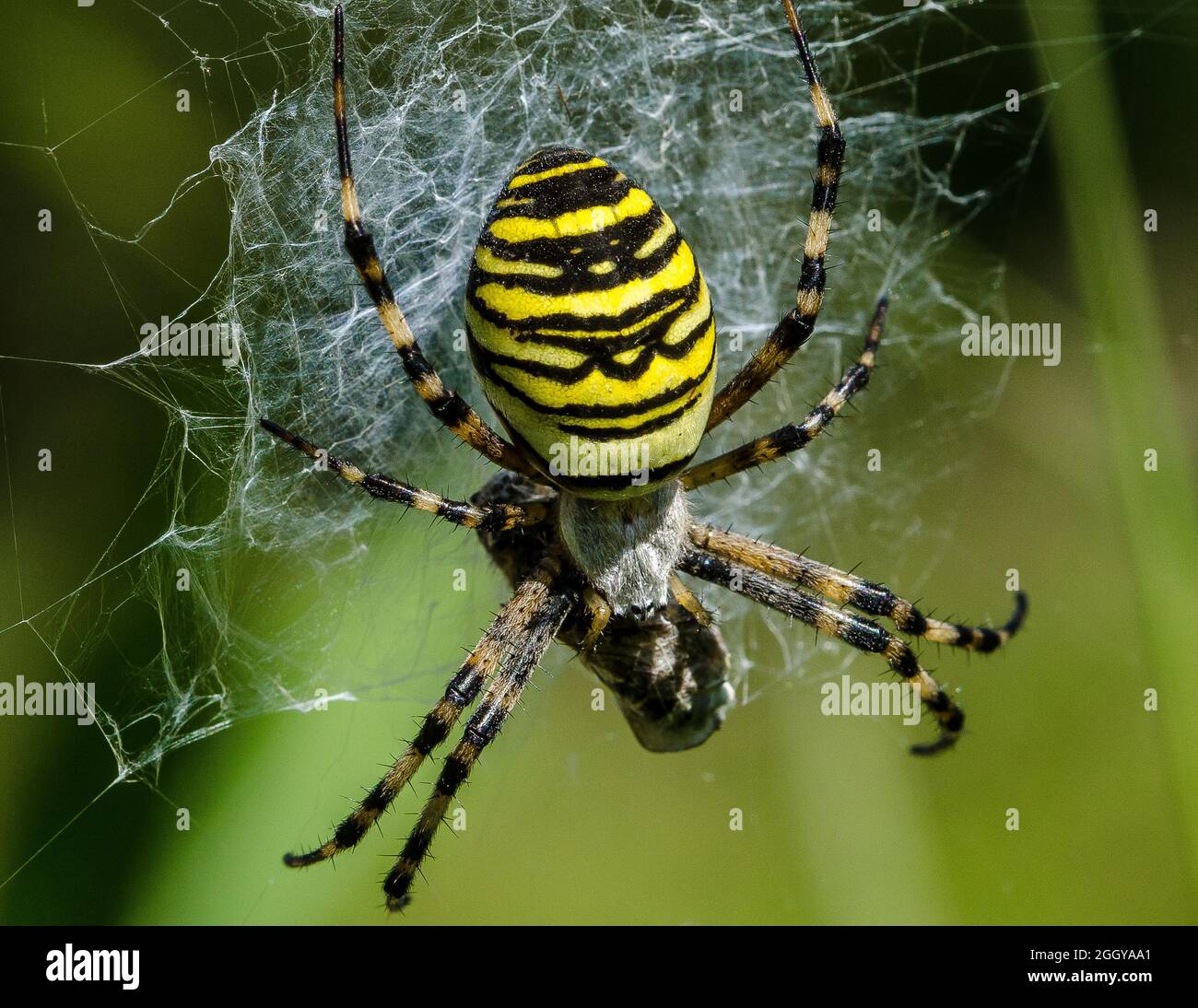 The wasp spider is a species of orb-web spider distributed throughout ...
