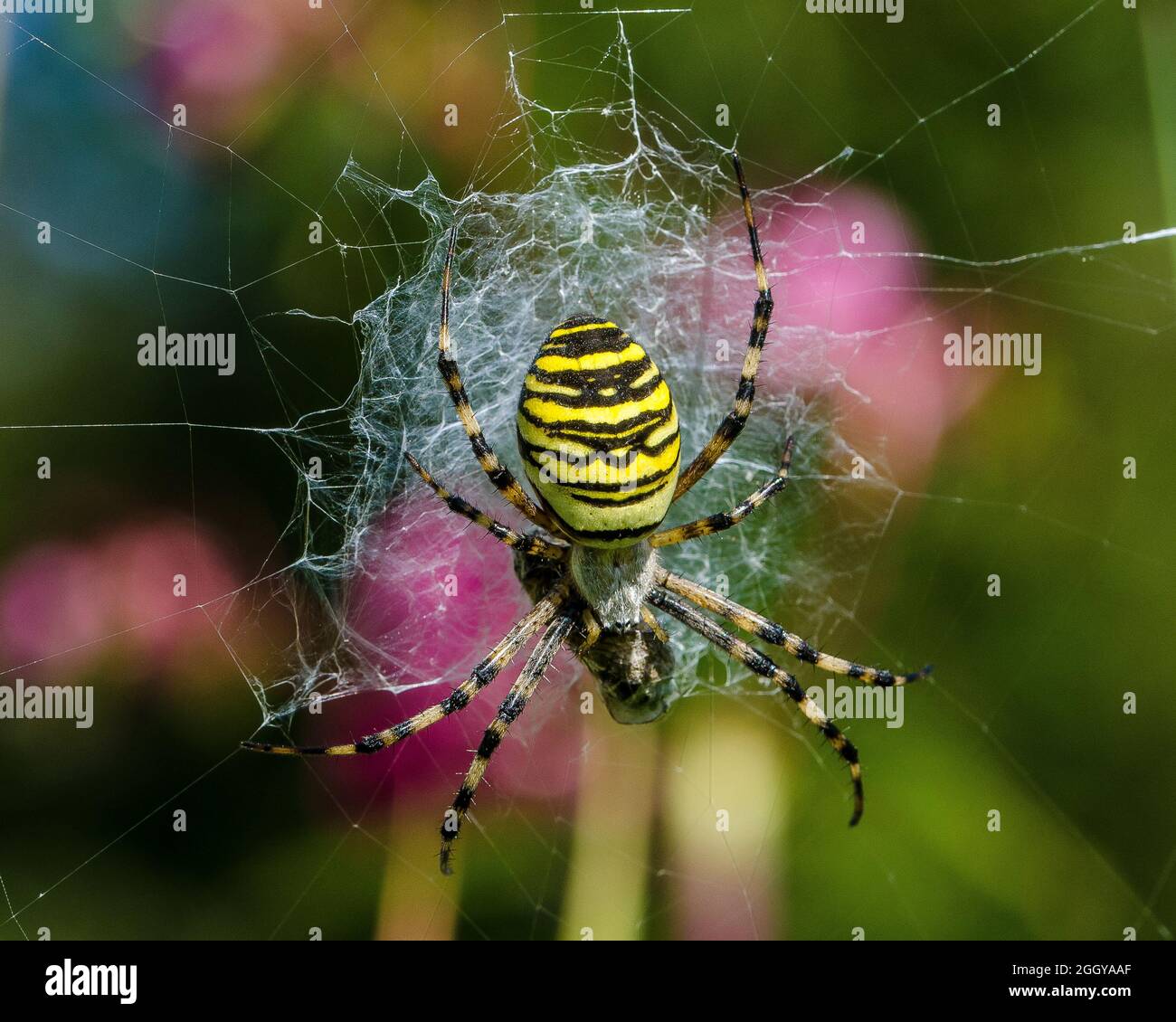 The wasp spider is a species of orb-web spider distributed throughout ...