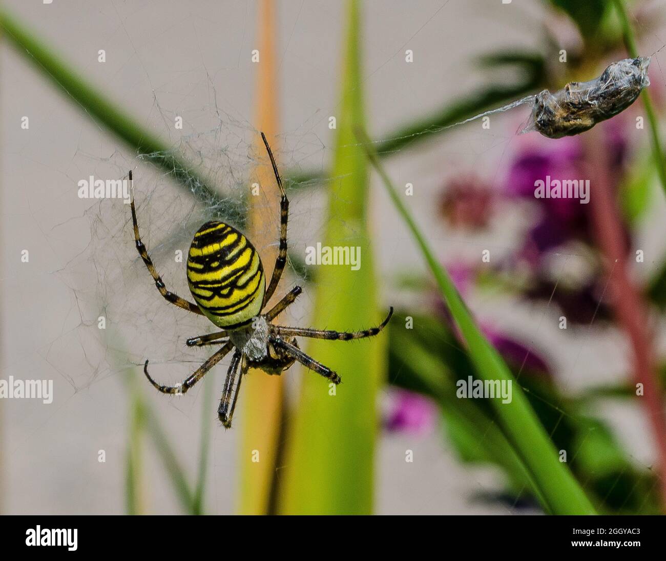 The wasp spider is a species of orb-web spider distributed throughout ...