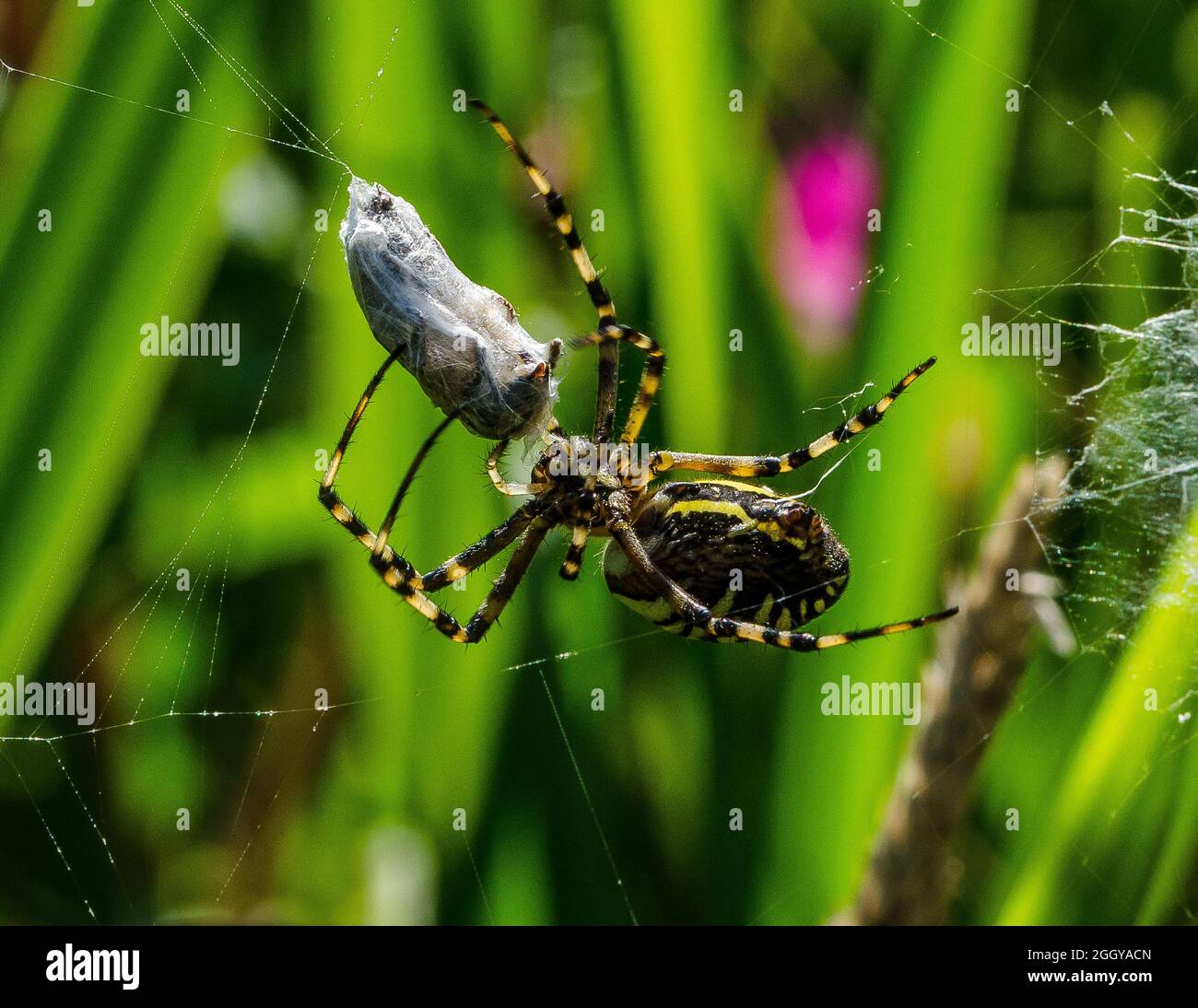 Central spider displays hi-res stock photography and images - Alamy