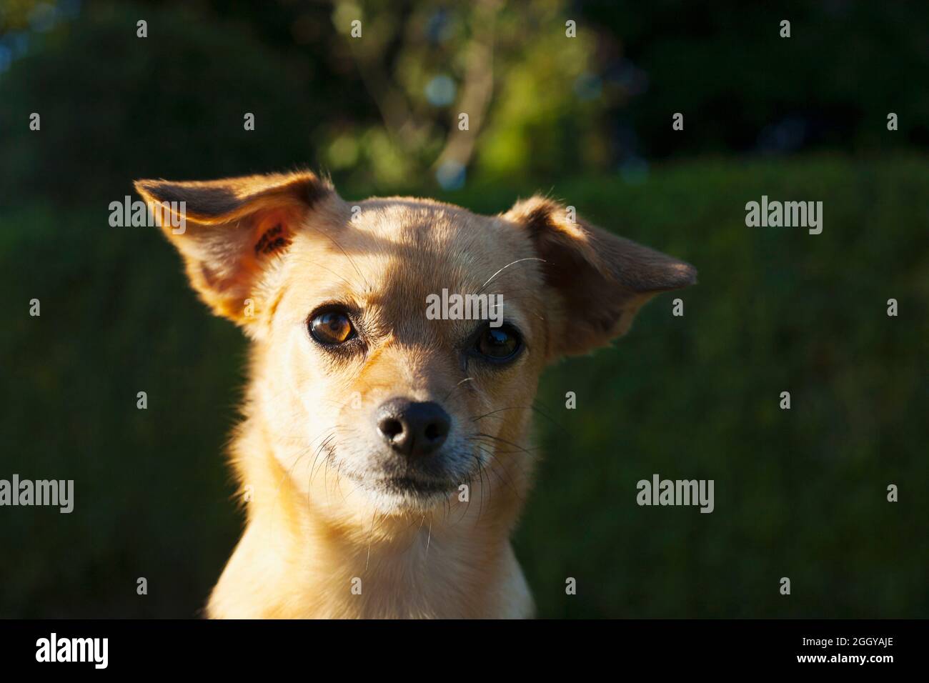 Chihuahua Weiner Mix