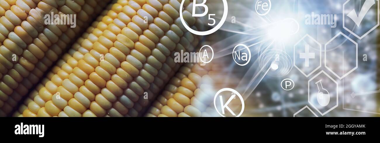 Freshly made fragrant ear of corn with salt. Farm snack fresh corn ...