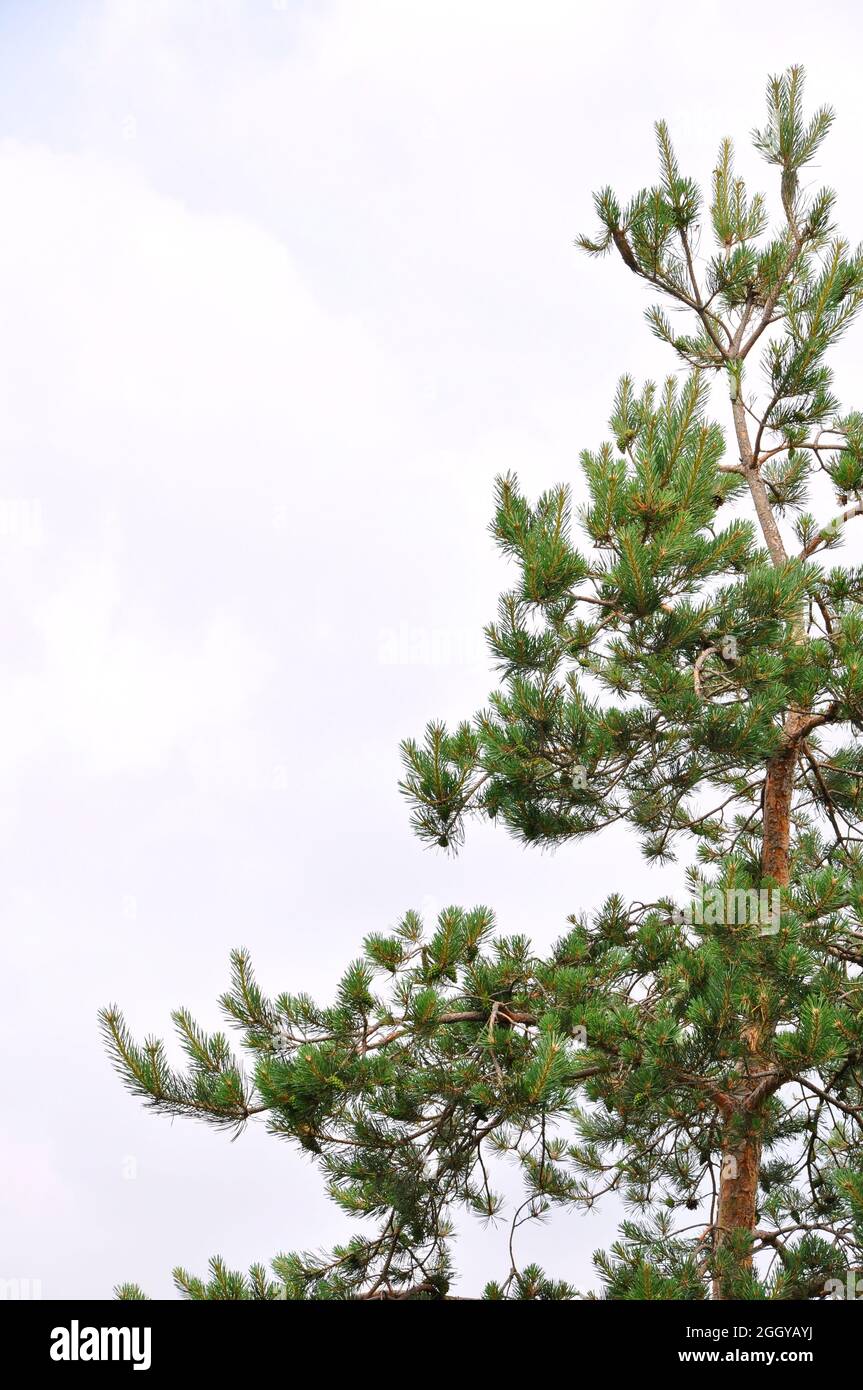 Needle leaf pine tree in its natural environment, pine tree in nature ...